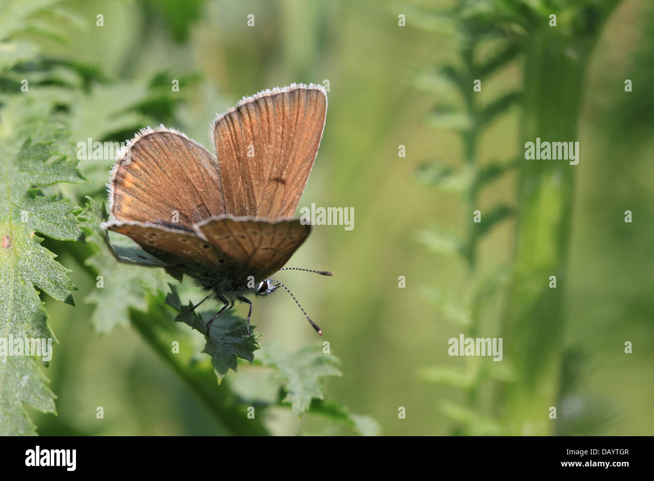 Amanda's Blue (Polyommatus amandus) female. Photographed in Hune ...