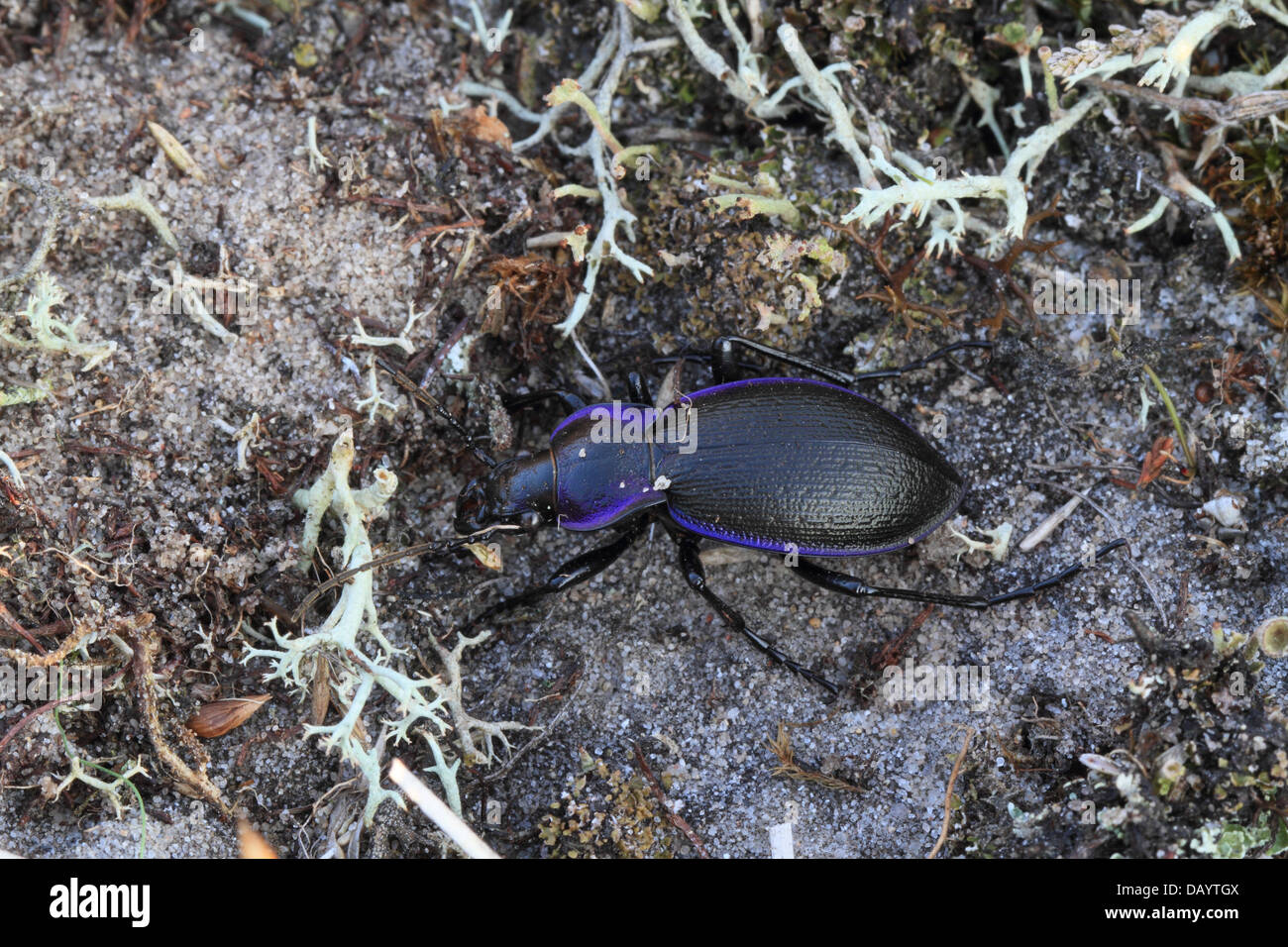 The ground beetle Carabus problematicus. Photographed in Råbjerg ...