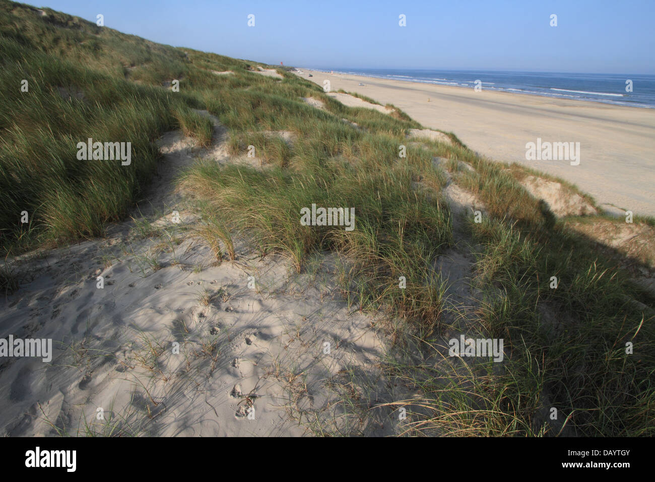 Wide, sandy beach and sand dunes at Blokhus, Denmark Stock Photo - Alamy