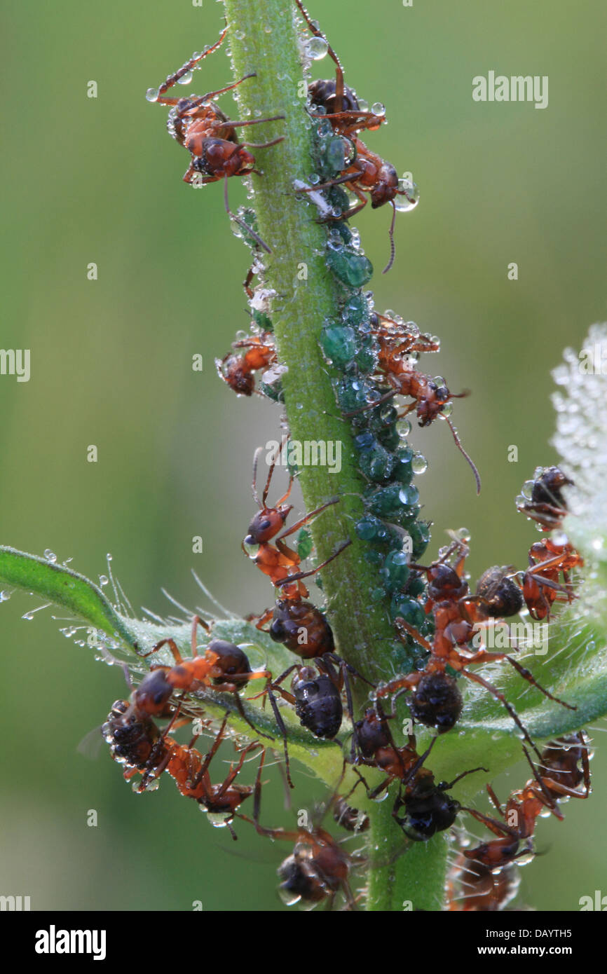 Ant mutualism hi-res stock photography and images - Alamy