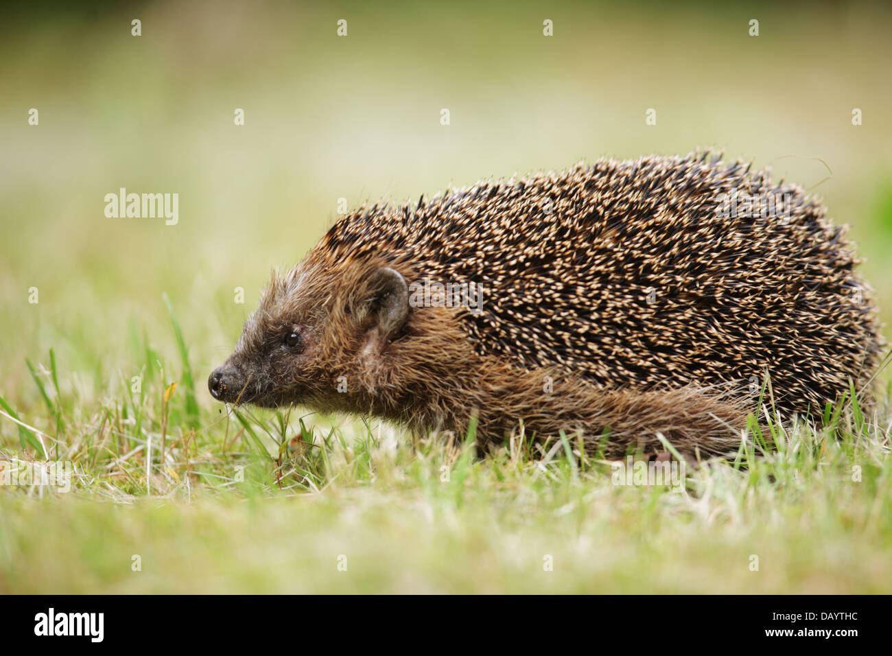 Erinaceus europaeus hi-res stock photography and images - Alamy
