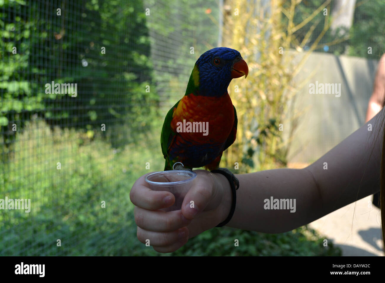 Holding bird hi-res stock photography and images - Alamy