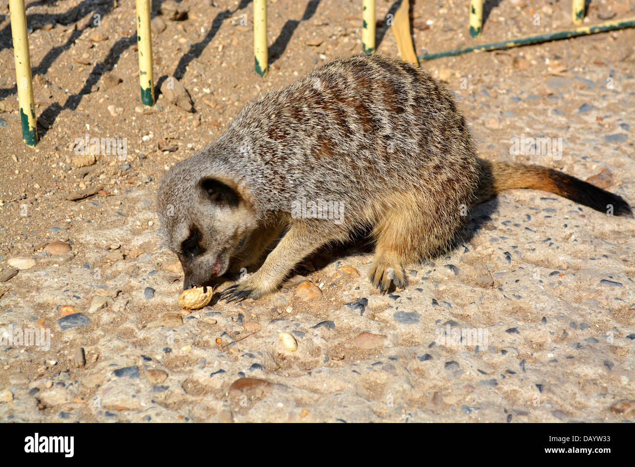Meerkat eating hi-res stock photography and images - Alamy