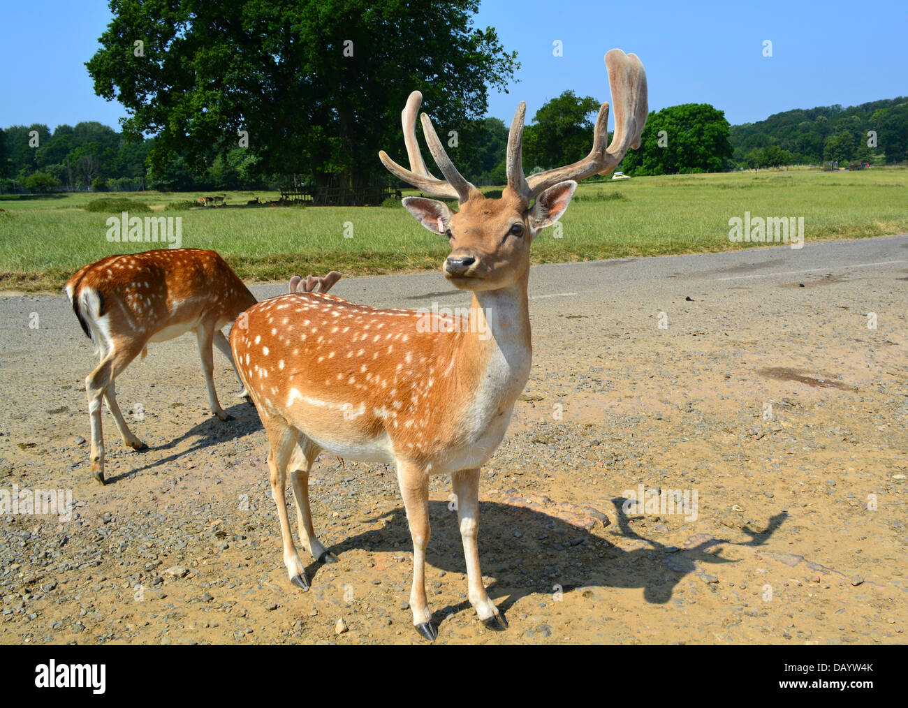 deer close up Stock Photo - Alamy