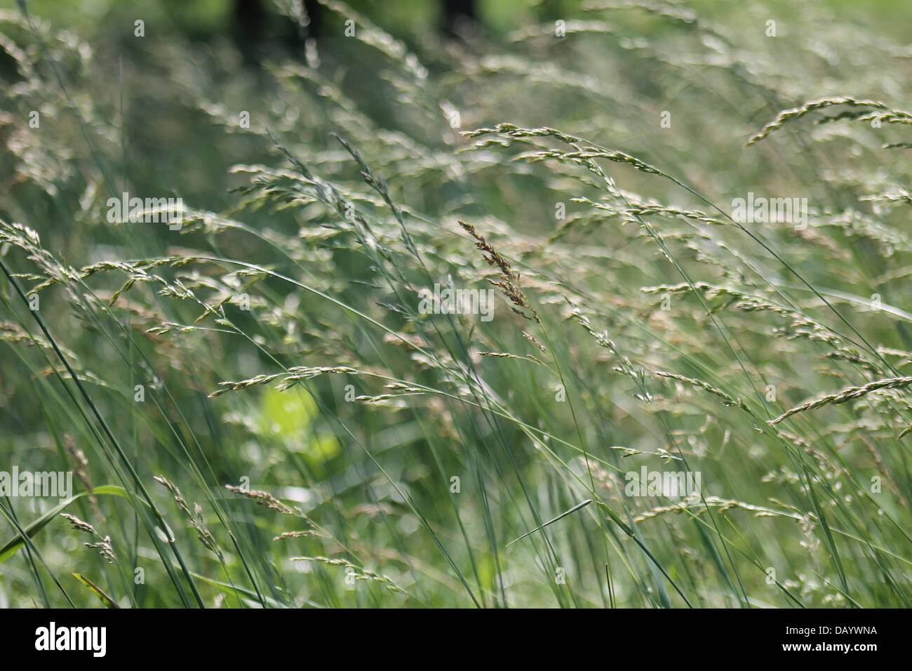 Field of tall grass hi-res stock photography and images - Alamy