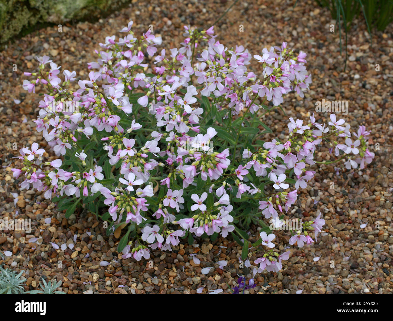 Rock Cress, Arabis cypria, Brassicaceae, Cyprus Stock Photo - Alamy