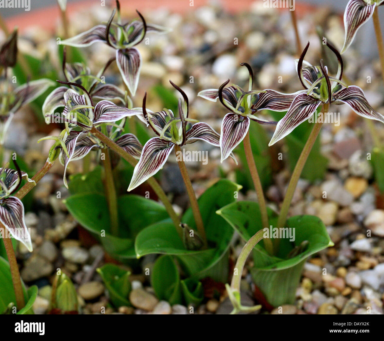 Fetid adders tongue hi-res stock photography and images - Alamy