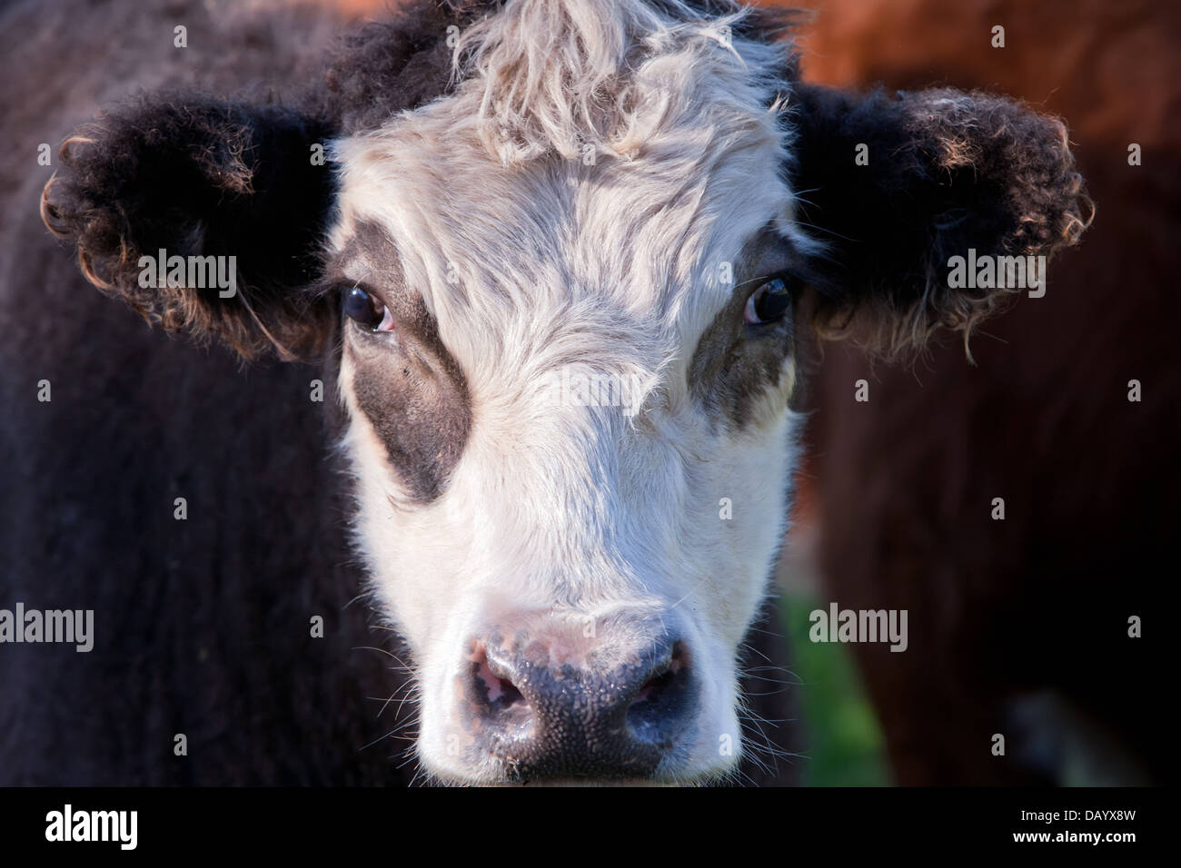 pole Hereford Cow Stock Photo - Alamy