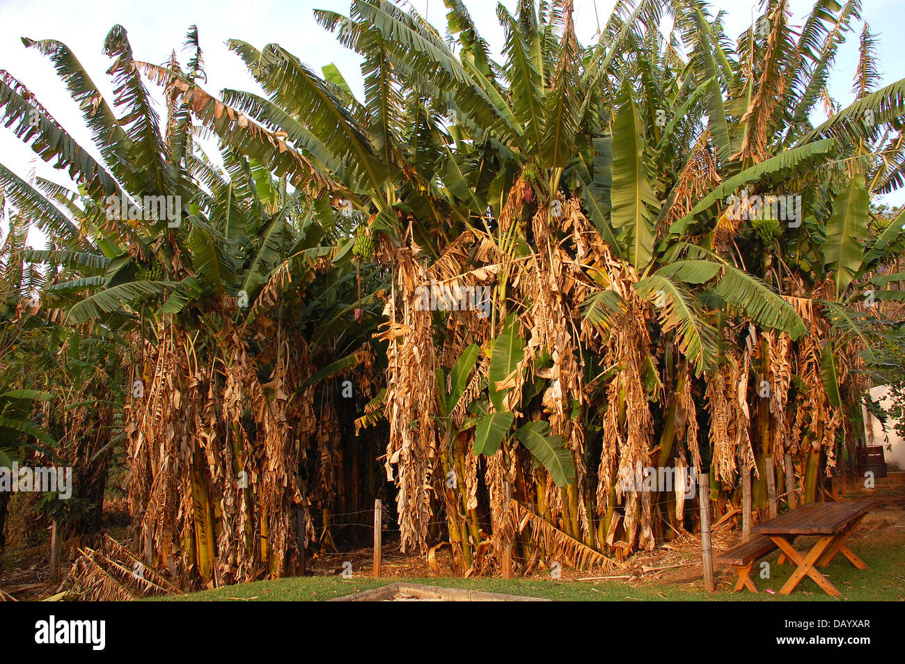 Banana production hi-res stock photography and images - Alamy