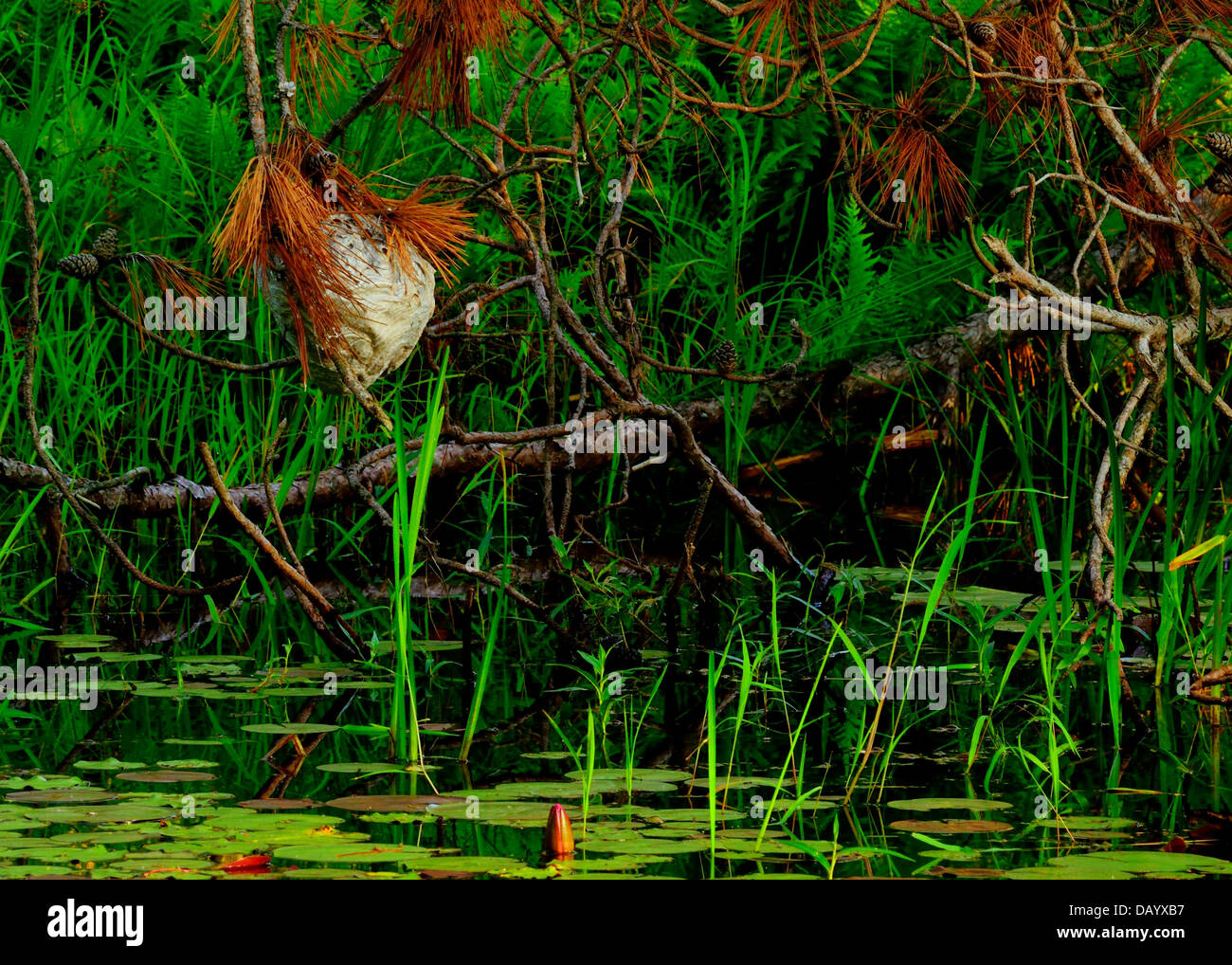 Wasp nest in tree hi-res stock photography and images - Alamy