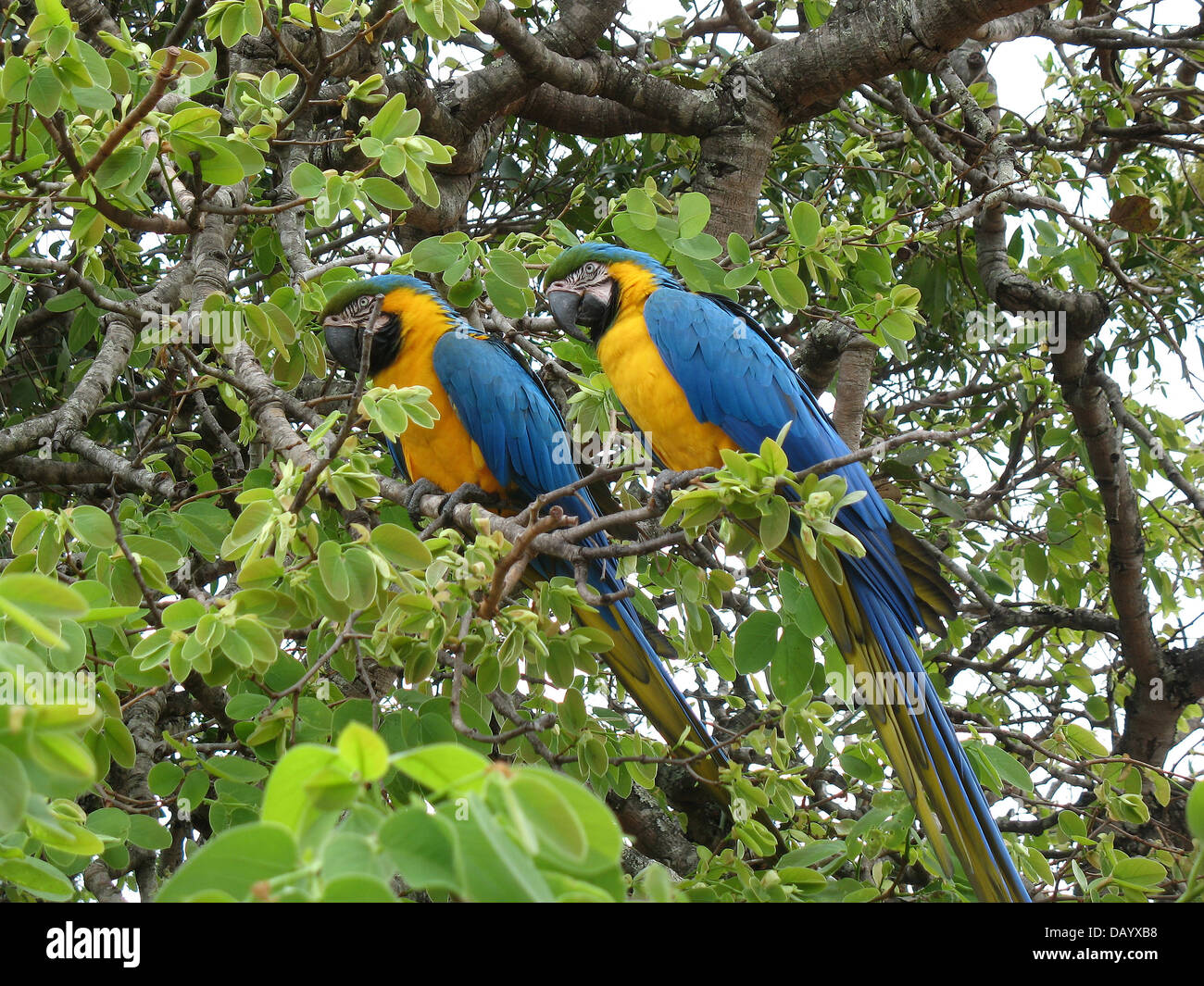 Tropical exotic macaw parrot hi-res stock photography and images - Alamy
