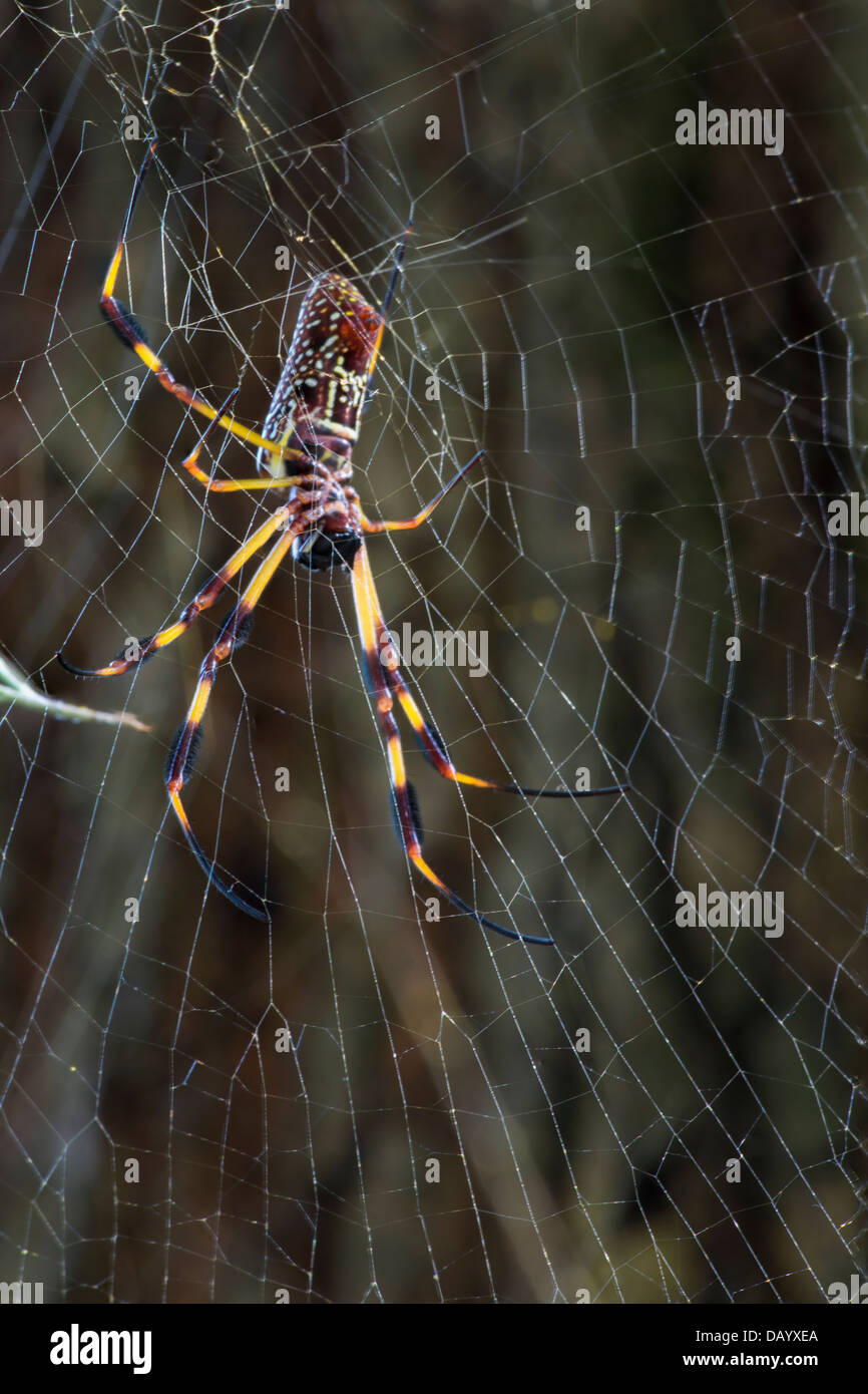 Spider 8 legs hi-res stock photography and images - Alamy