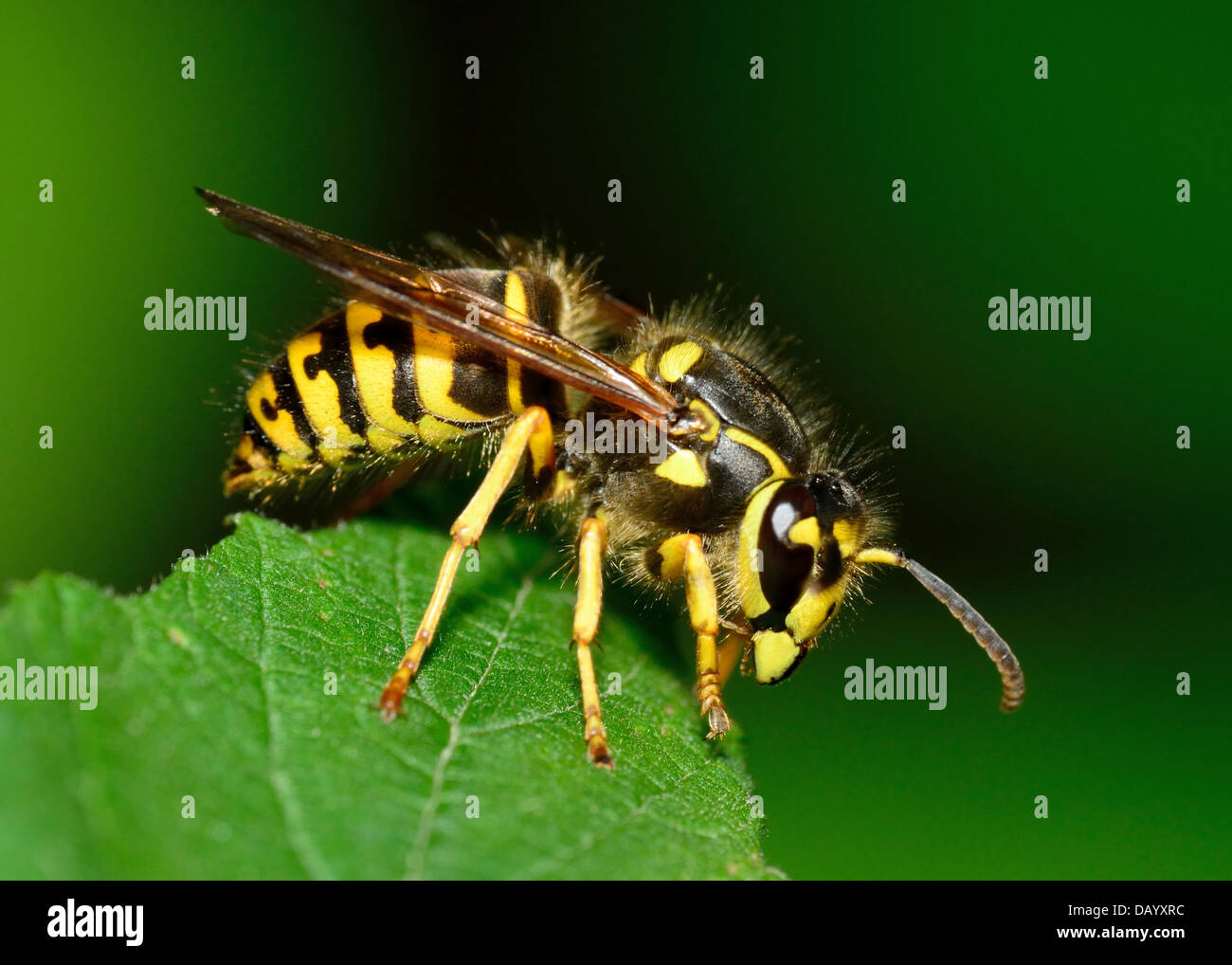 Yellow jacket wasp hi-res stock photography and images - Alamy