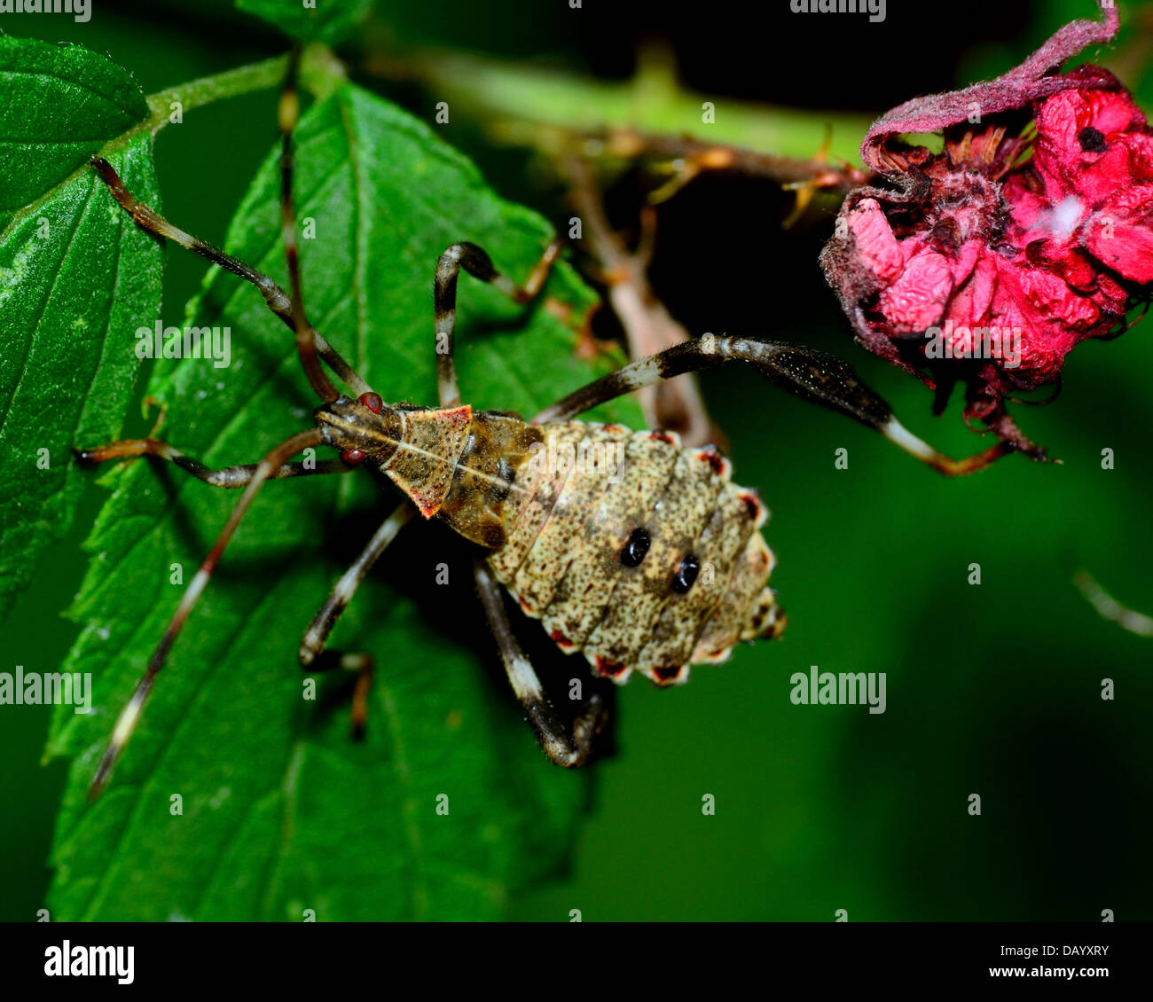 Assassin Bug perched on a green plant leaf Stock Photo - Alamy