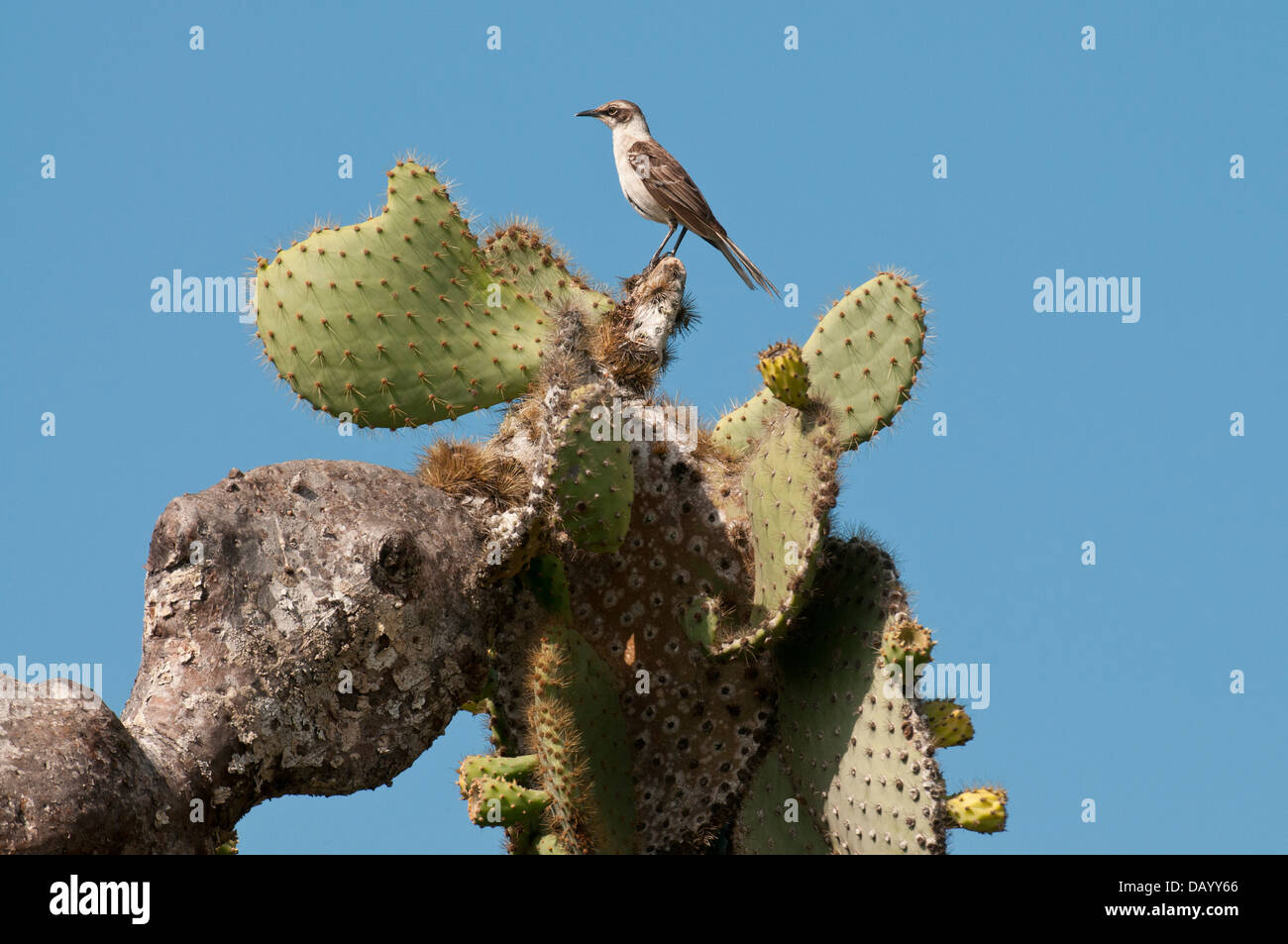 Photos of mockingbirds hi-res stock photography and images - Alamy