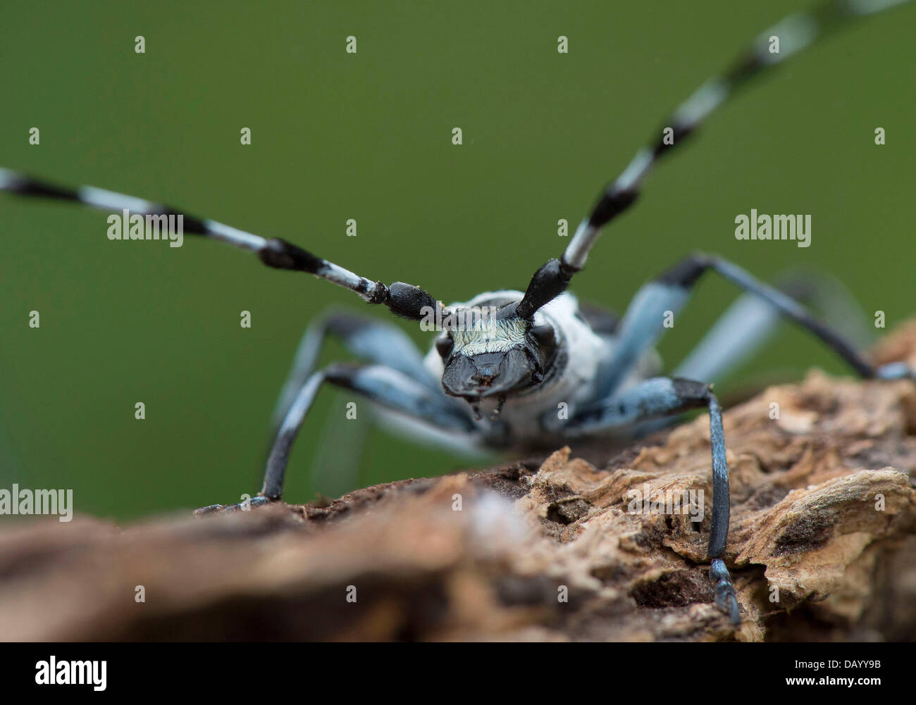 July 21, 2013 - Roseburg, Oregon, U.S - A large male banded alder borer ...