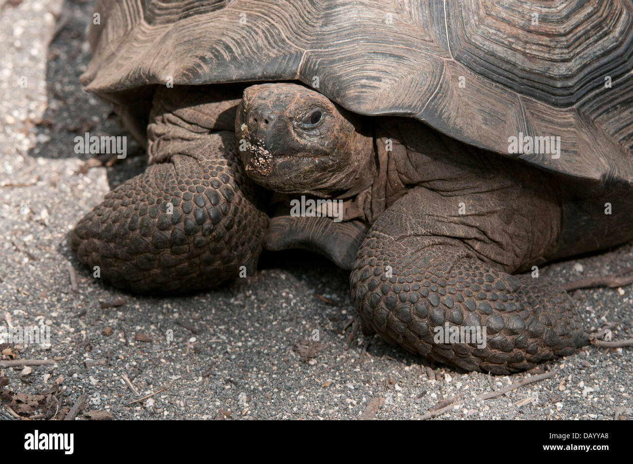 Giant tortoises isabela island hi-res stock photography and images - Alamy