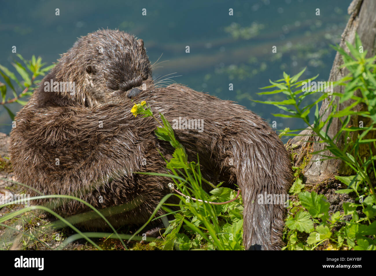 River otter on log hi-res stock photography and images - Alamy