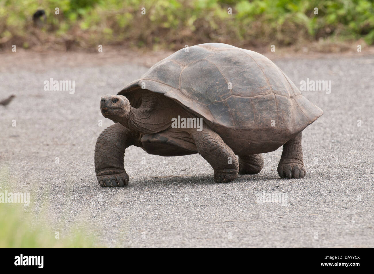 Giant tortoise walking hi-res stock photography and images - Alamy