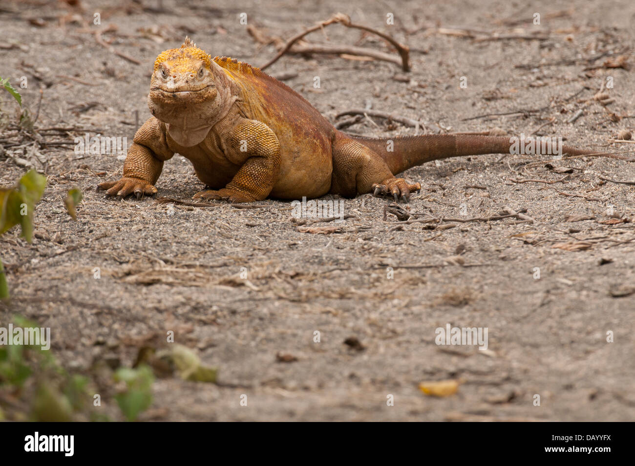 Stock photo of a Galapagos land iguana on Isabela Island Stock Photo ...