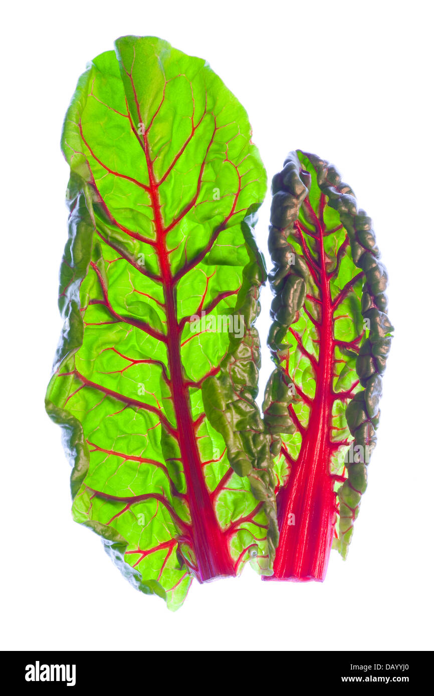 Two young, fresh red Swiss chard leaves (beta vulgaris). Isolated Stock ...