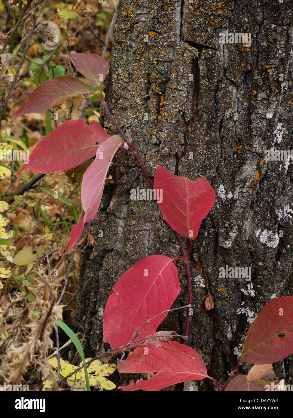 Autumn leaves tree trunk hi-res stock photography and images - Alamy