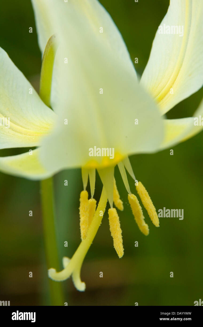 Fawn lily (Erythronium oregonum), Bushs Pasture Park, Salem, Oregon ...