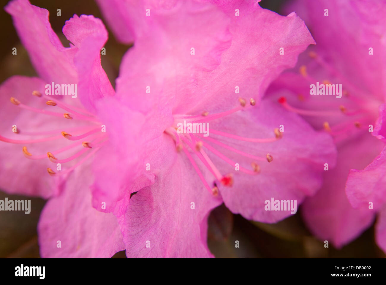 Azalea bloom, Oregon State Capitol grounds, Salem, Oregon Stock Photo ...