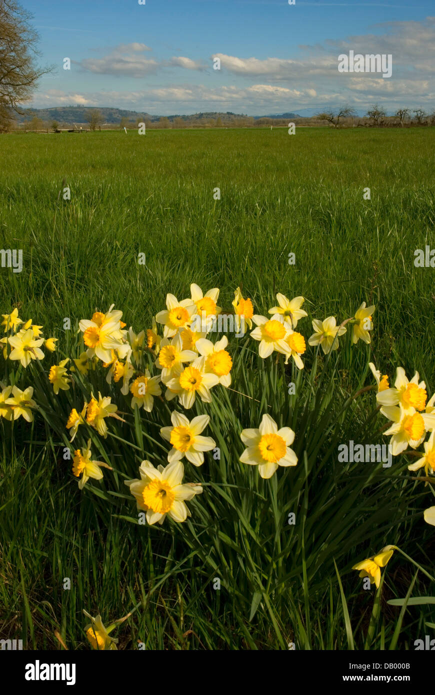 Daffodil, Marion County, Oregon Stock Photo - Alamy