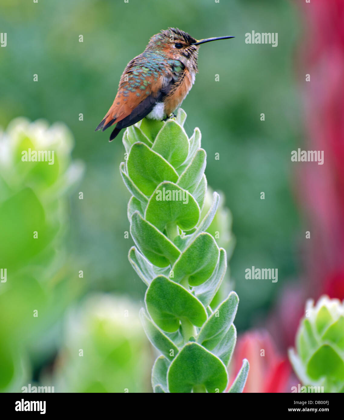 Humming bird hi-res stock photography and images - Alamy