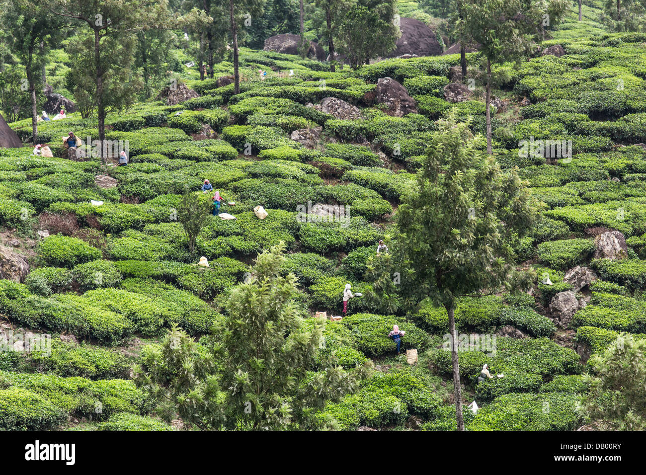 Women picking tea at a tea plantation in Munar, India Stock Photo - Alamy