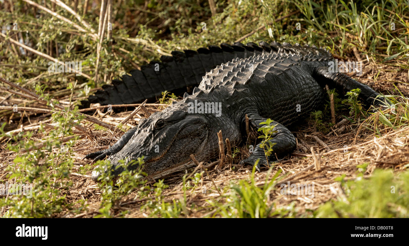 American Alligator (Alligator mississippiensis) sunning himself on a ...