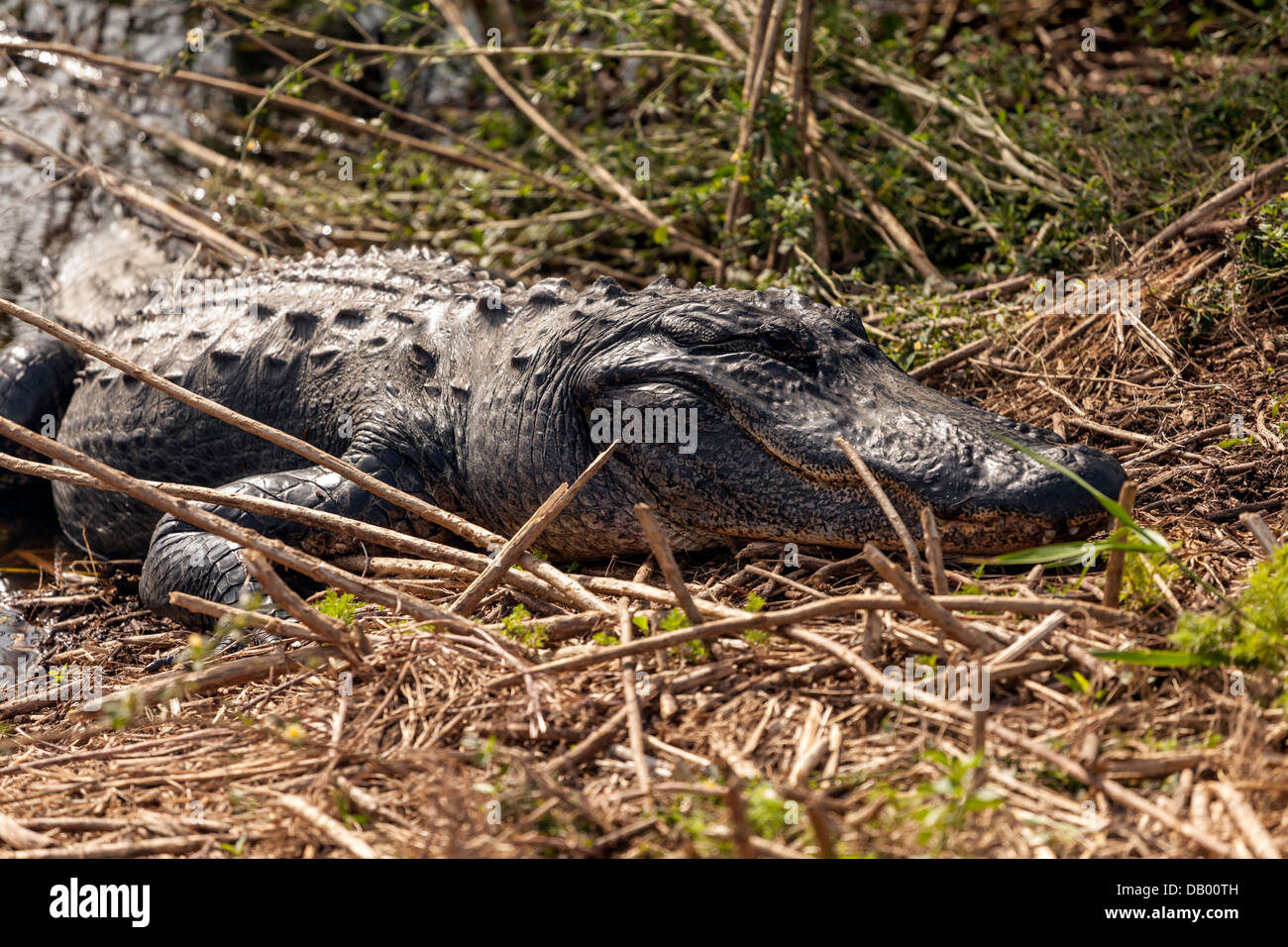 American Alligator (Alligator mississippiensis) sunning himself on a ...