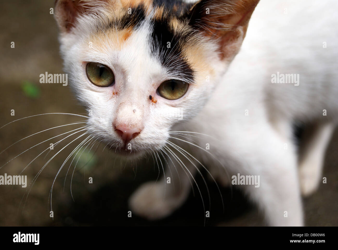 India small cat hi-res stock photography and images - Alamy