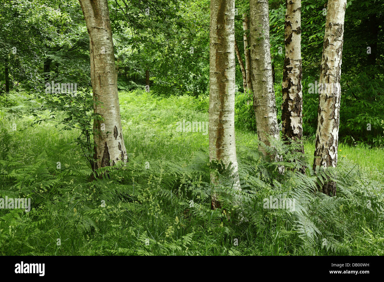 Green trees forrest texture hi-res stock photography and images - Alamy