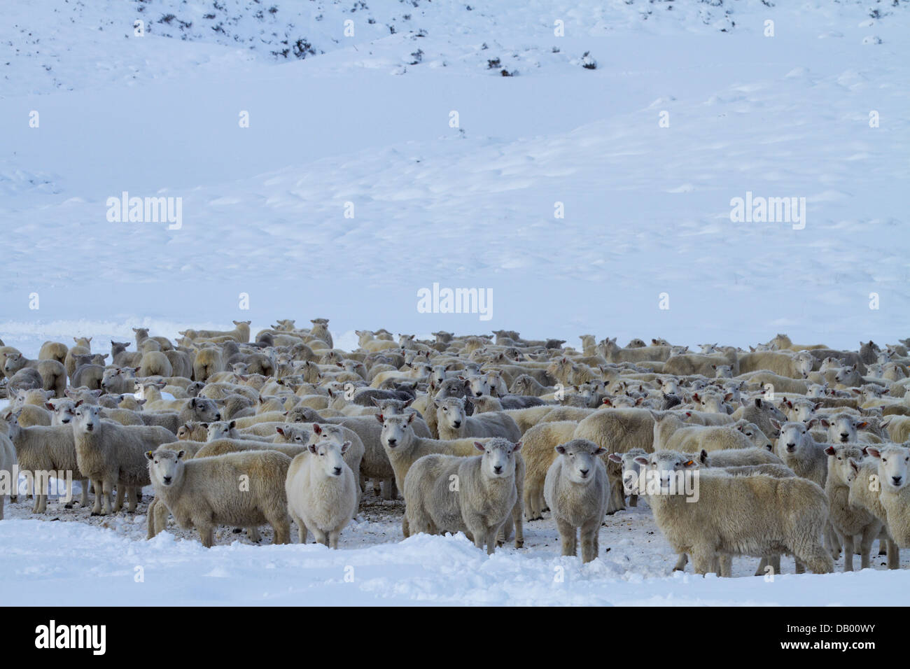Mustering Sheep in deep snow beside the "Pigroot" (State Highway 85 ...