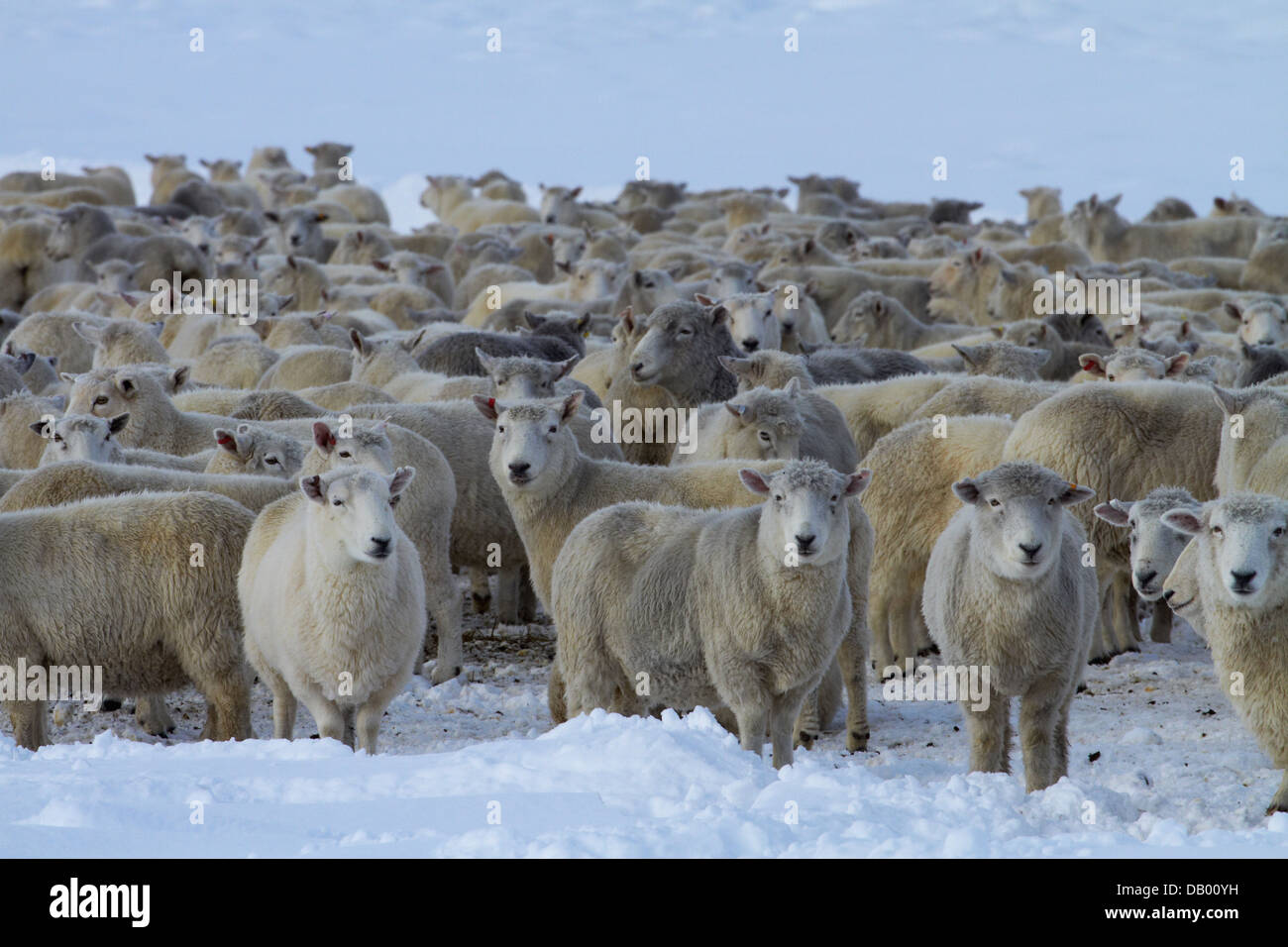 Mustering Sheep in deep snow beside the "Pigroot" (State Highway 85 ...