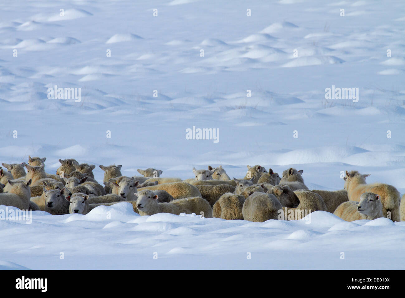Mustering Sheep in deep snow beside the "Pigroot" (State Highway 85 ...