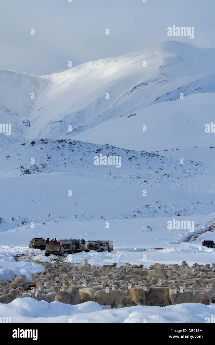 Sheep Muster High Resolution Stock Photography and Images - Alamy
