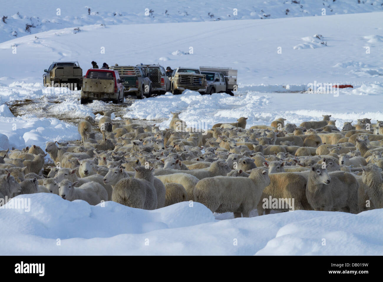 Farmers mustering Sheep in deep snow beside the "Pigroot" (SH 85 ...