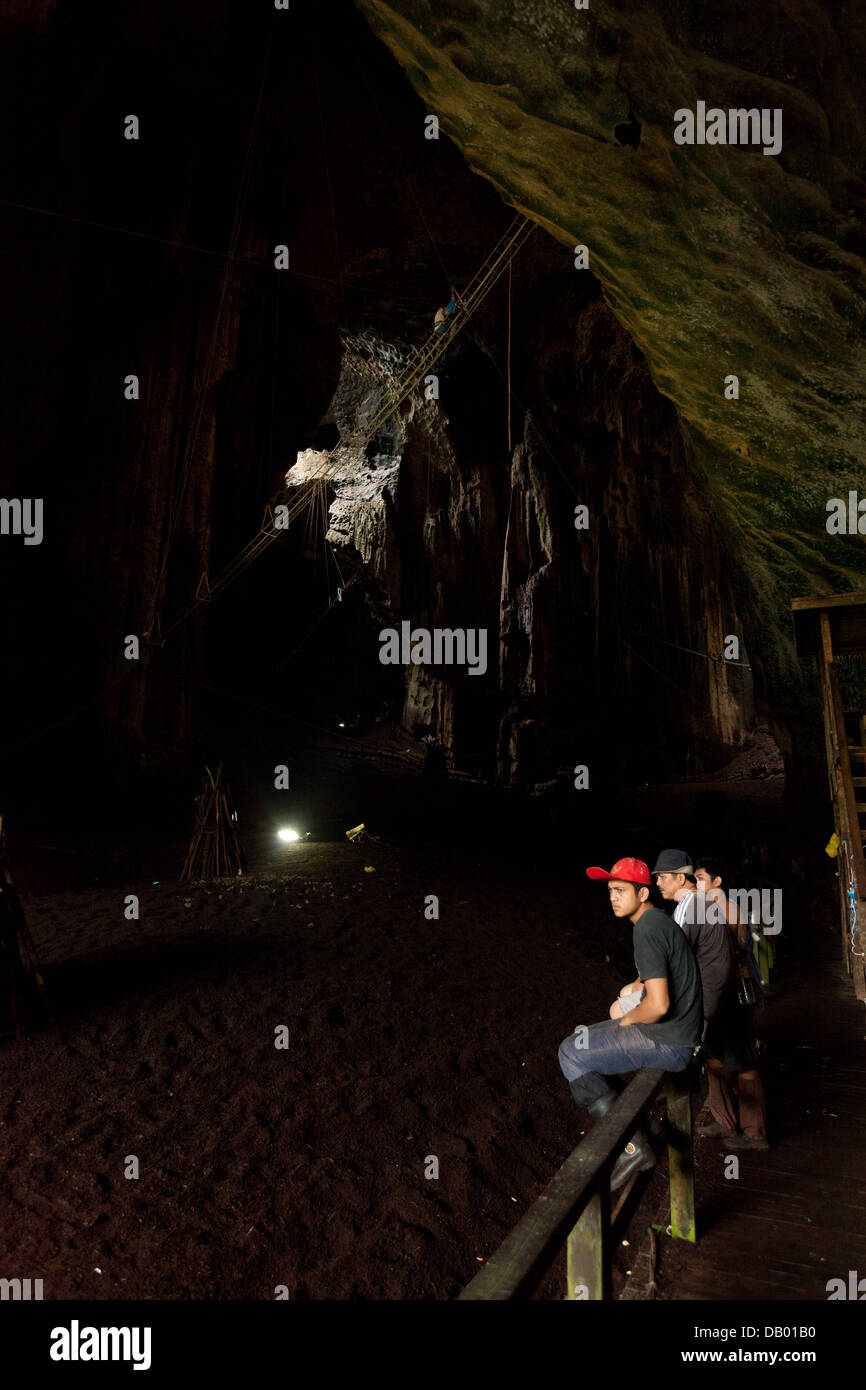 Nests in caves hi-res stock photography and images - Alamy