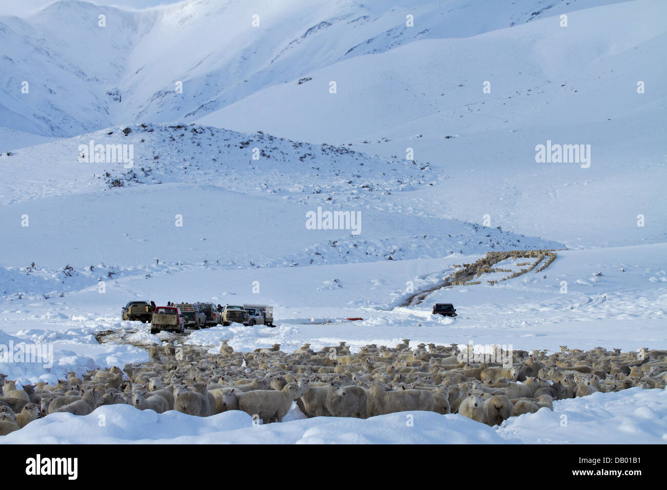 Farmers mustering Sheep in deep snow beside the "Pigroot" (SH 85 ...