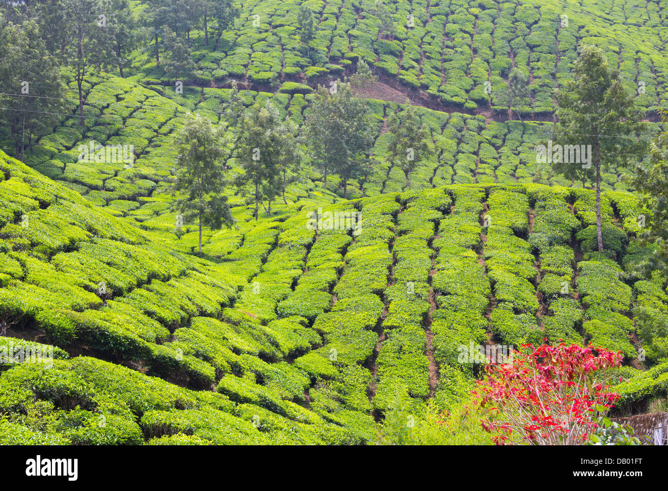 Tea plantation landscape india hi-res stock photography and images - Alamy