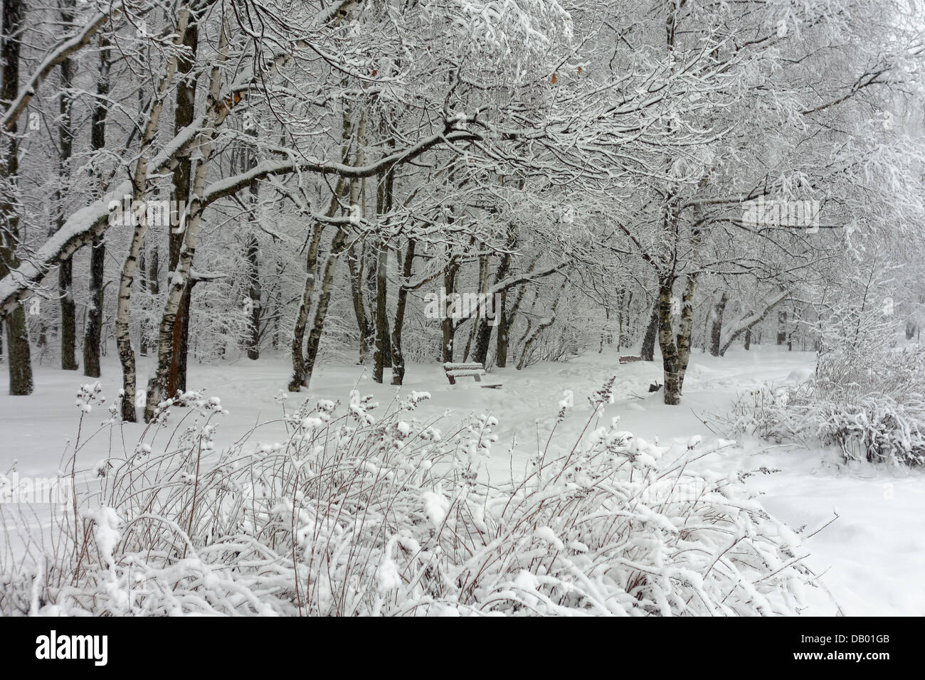 Bitsevski Park (Bitsa Park) in winter after a heavy snowfall. Moscow ...