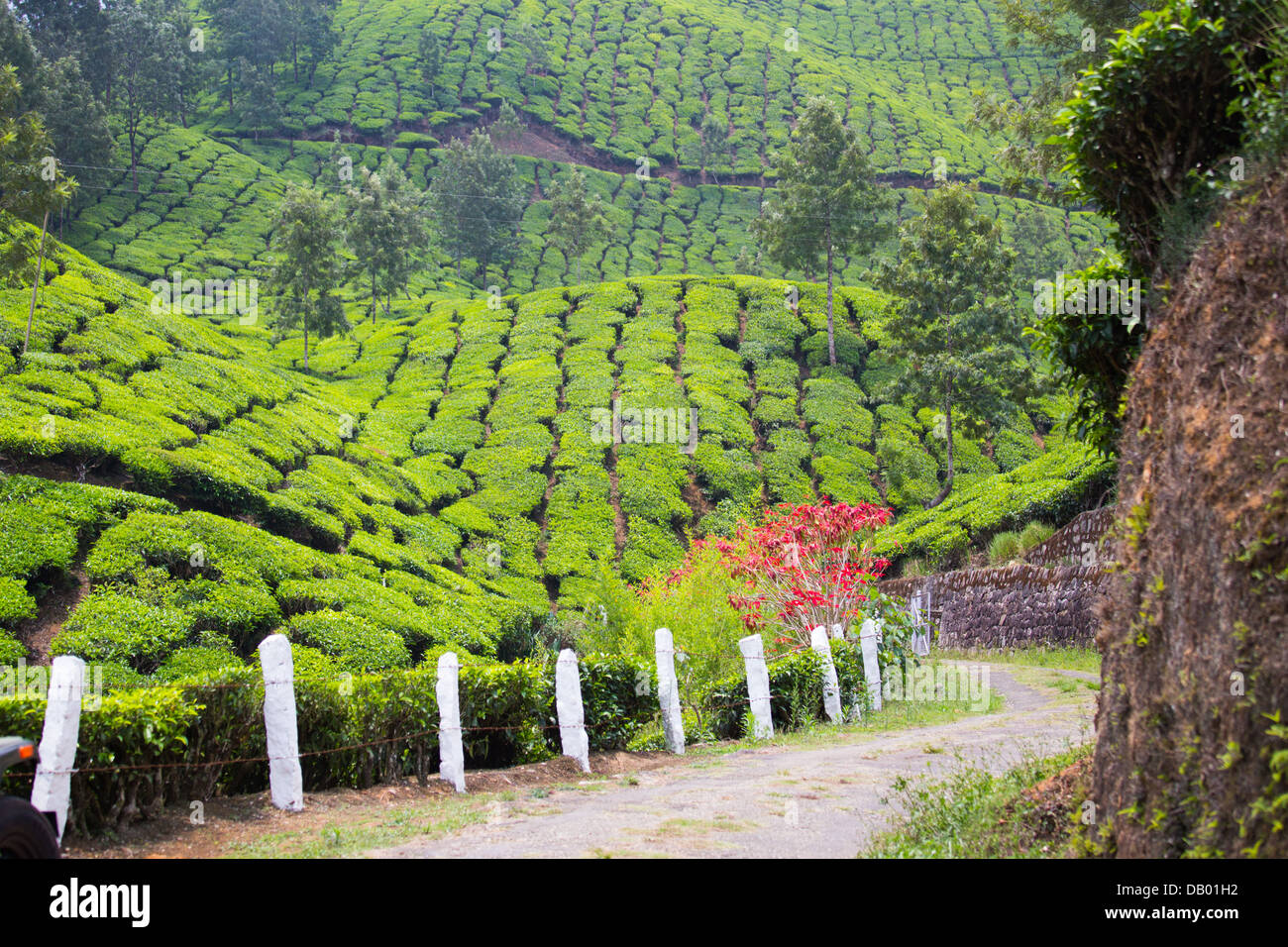 Tea plantation, Munar, India Stock Photo - Alamy