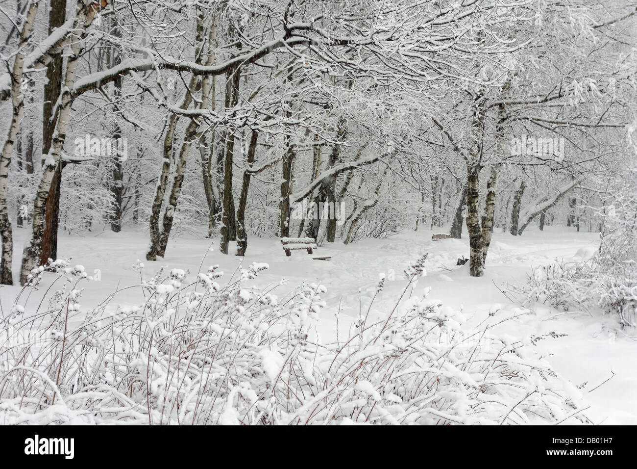 Bitsevski Park (Bitsa Park) in winter after a heavy snowfall. Moscow ...