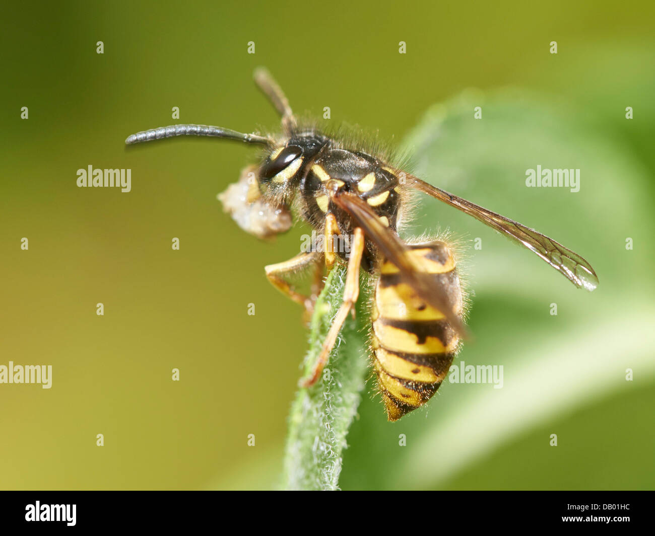 Common Wasp with prey Stock Photo - Alamy