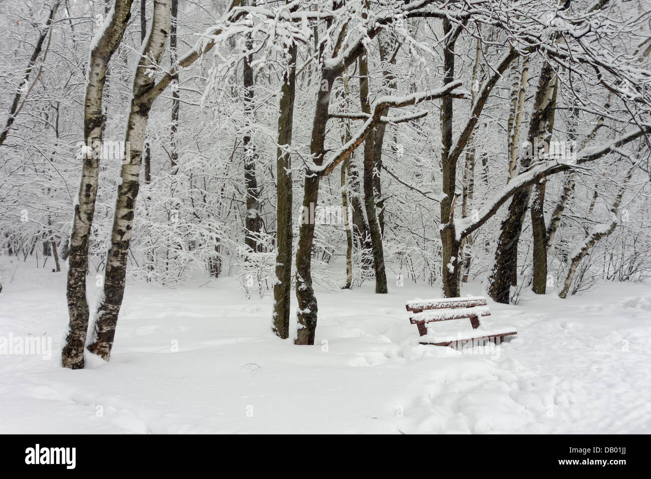 Bitsevski Park (Bitsa Park) in winter after a heavy snowfall. Moscow ...