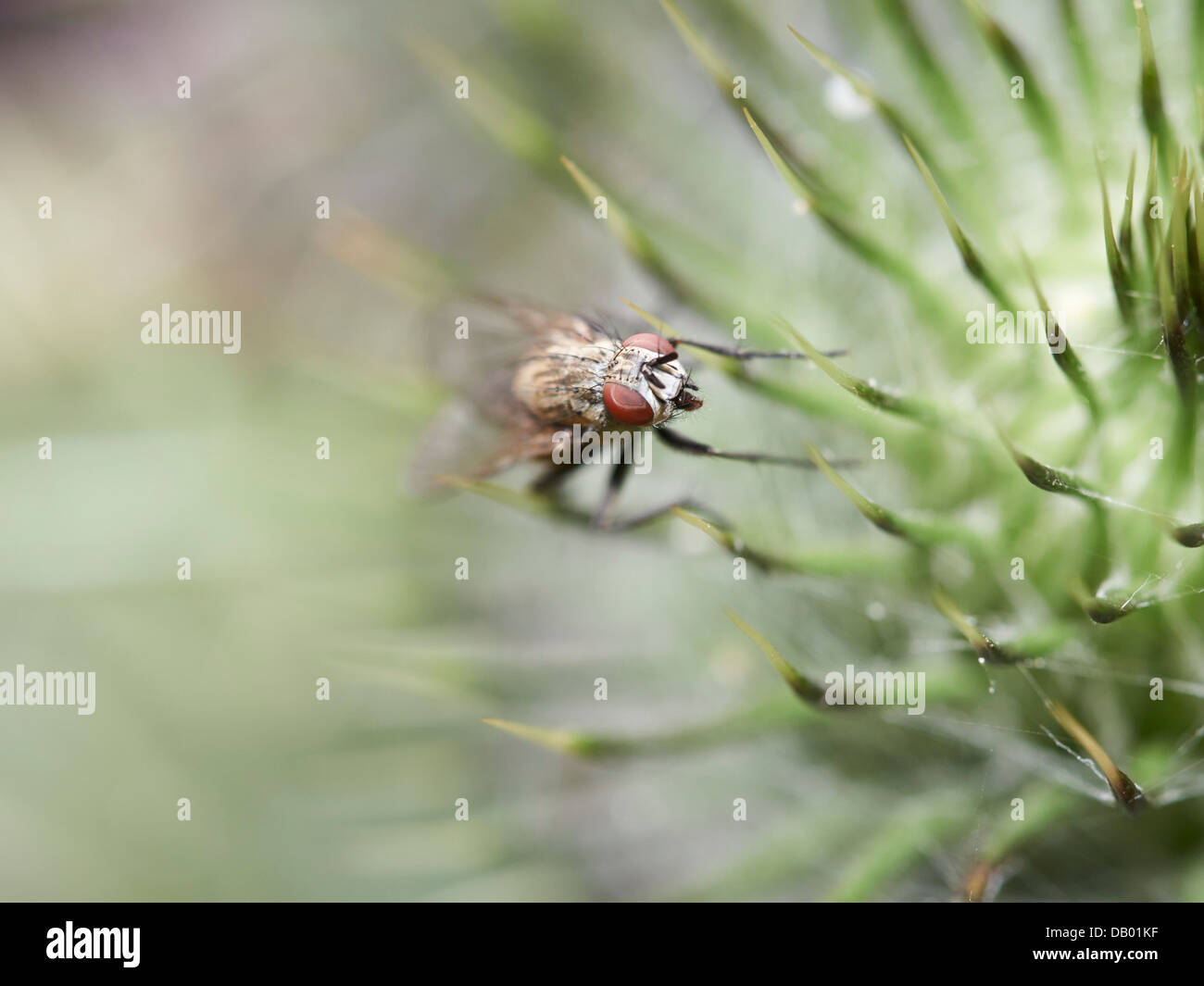 Fly caught in spider's web Stock Photo - Alamy