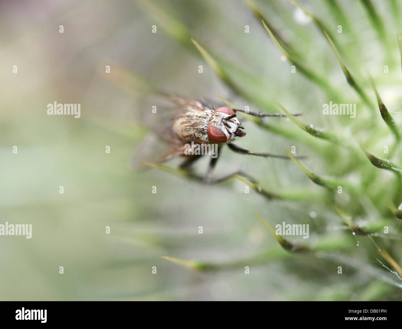 Fly caught in spider's web Stock Photo - Alamy